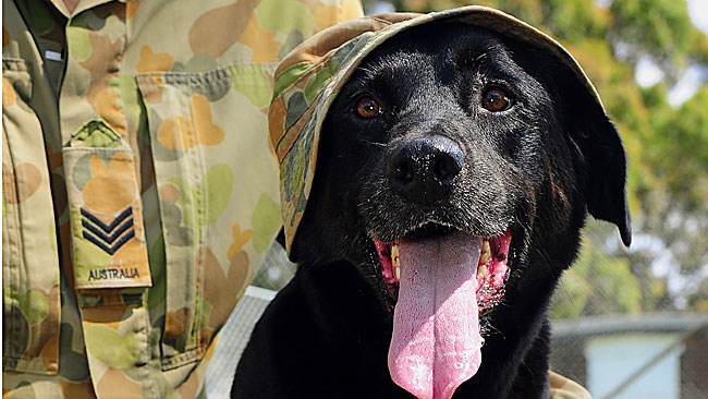 Sarbi - Australia's most decorated War Dog | Australian Dog Lover