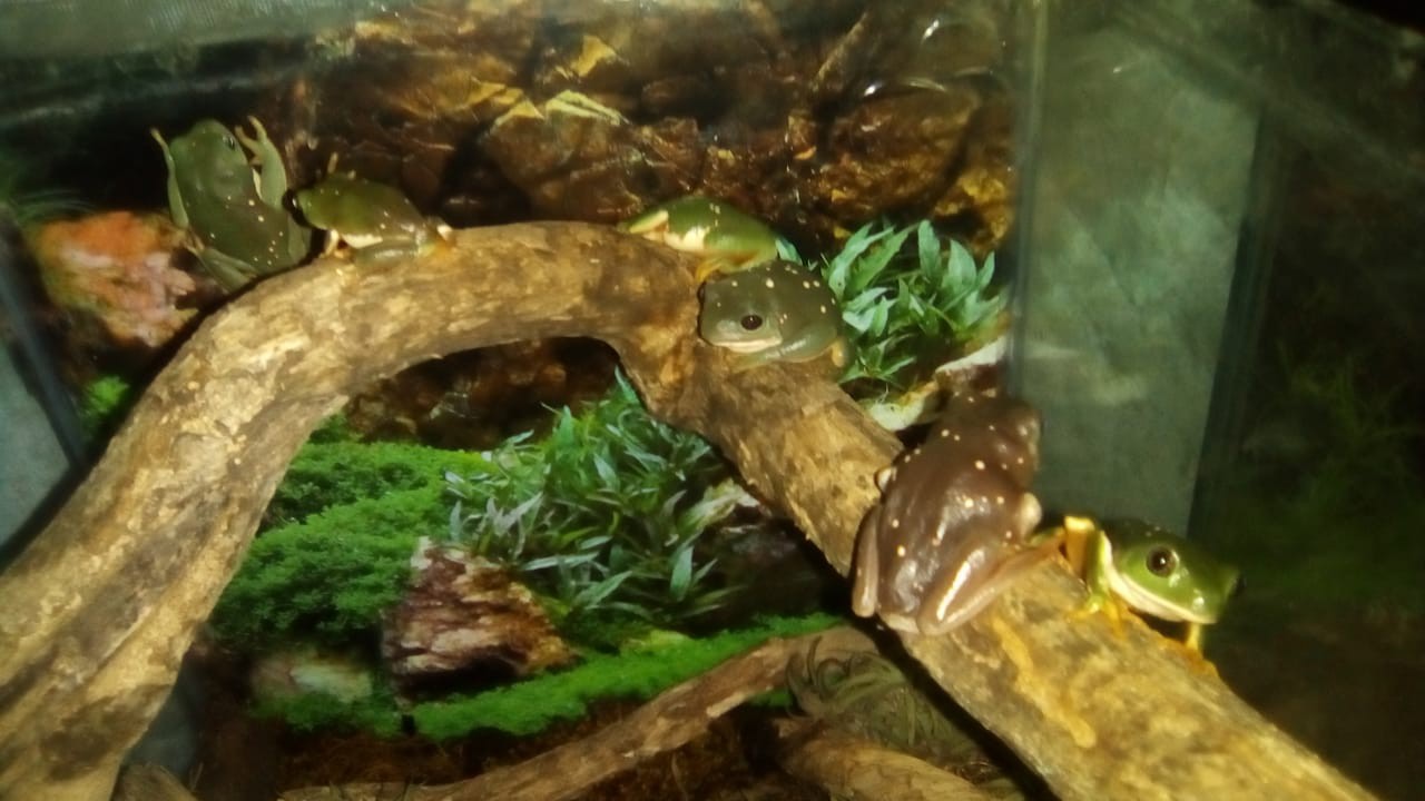 El Rincón De Los Bichos: La rana cara de niño (Agalychnis dacnicolor)