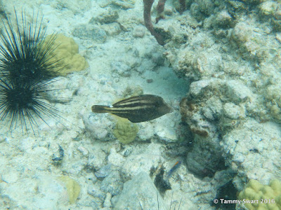 Things we did today...: Discombobulated and Recombobulated