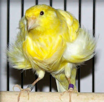 PESONA BURUNG KENARI: Info Kenari Jenis Parisian Frilled Canary