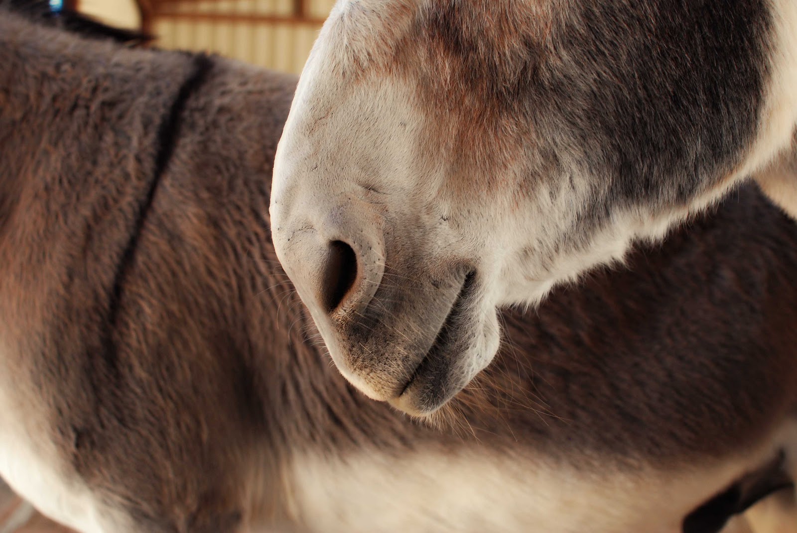 The 7MSN Ranch: Nosey Buttinski