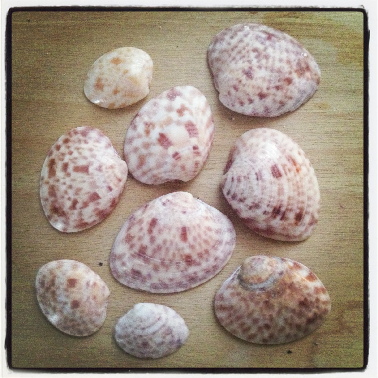 The Hunter and The Gatherer: Shelling at Longboat Key, Florida