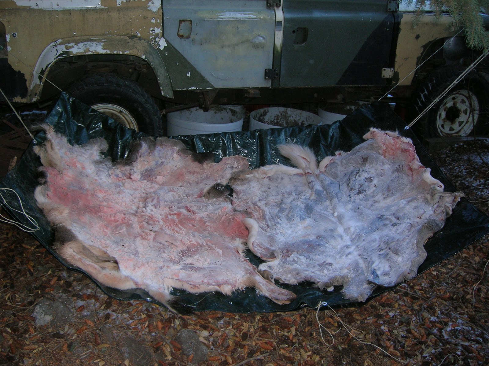 Musings of Musang: Curing deer hides for storage