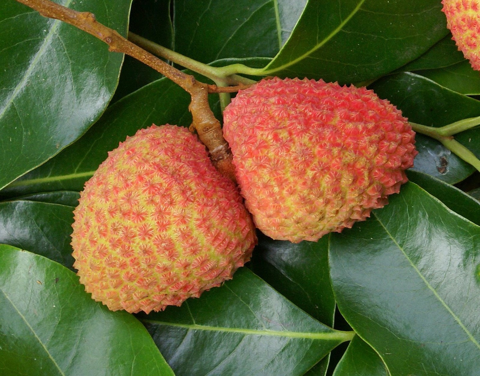 Fruit Warehouse: Lychee ( Litchi chinensis )