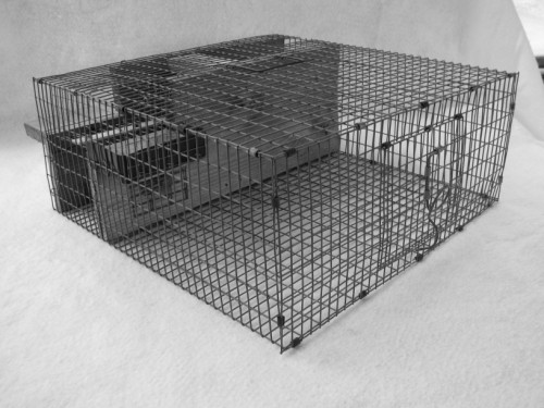 Sparrow & Starling Humane Bird Trap