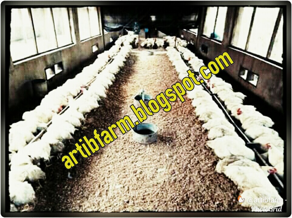 Intensive Poultry System: The Pros And Cons