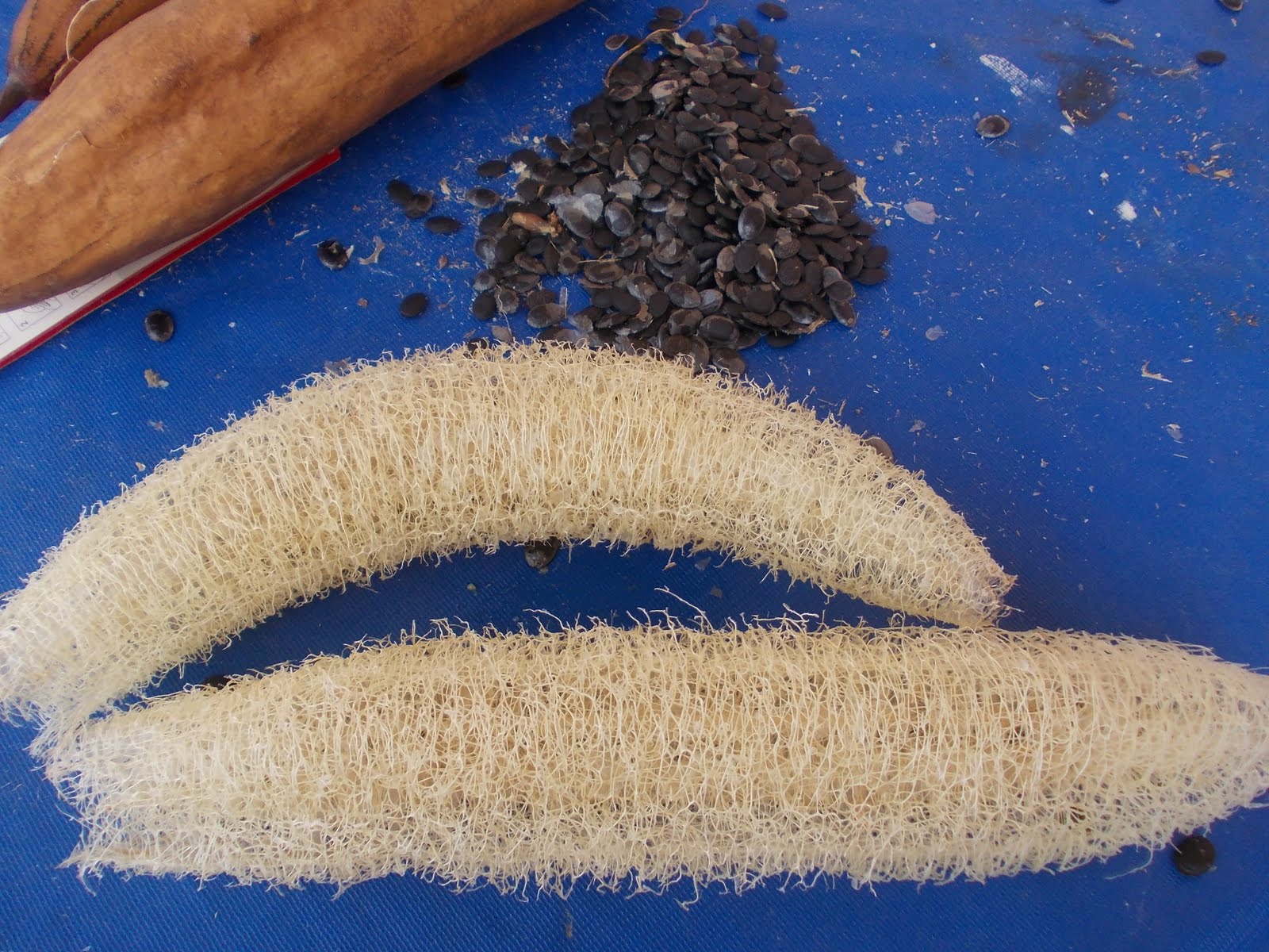 Khazanah Alam: Sabut Petola