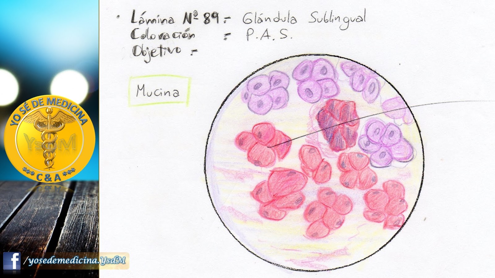 Yo sé de Medicina: Atlas de Histología YsdM - Capítulo: Tejido ...