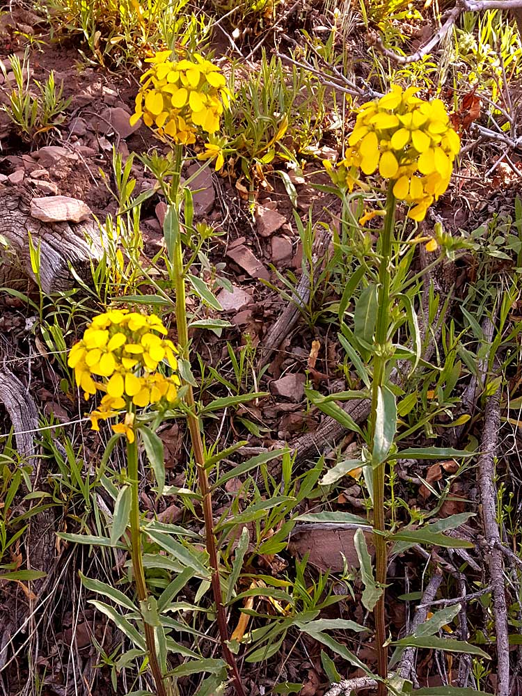 Wasatch Wildflowers: Western Wallflower (Erysimum capitatum)