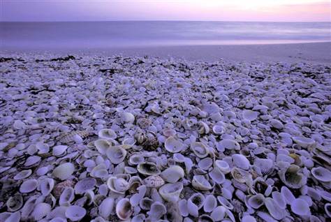 BLOG: Where to Find the Best Shells on Fort Myers Beach, Sanibel, and ...