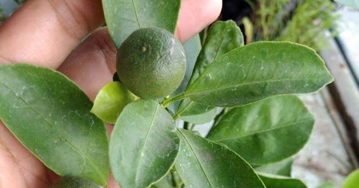 Cara Membuat Tanaman Dalam Pot Bisa Berbuah