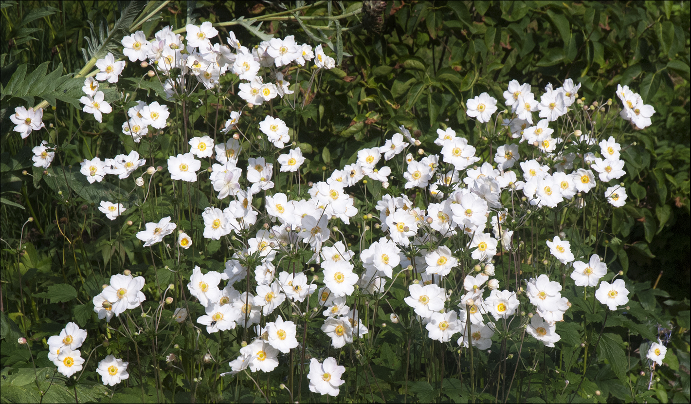 The Nook - A Garden Blog: HIPS AND HAWS AND EDNA