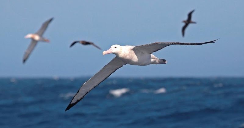 Argentina nativa: Albatros errante (Diomedea exulans)