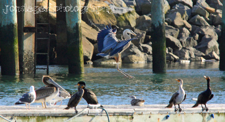 Northern Illinois Birder: Eurasian Collared Dove, Ventura California ...