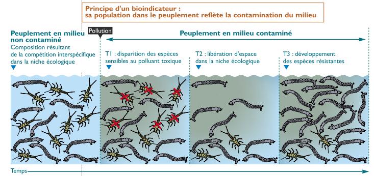 Breuillet Nature: Les bioindicateurs