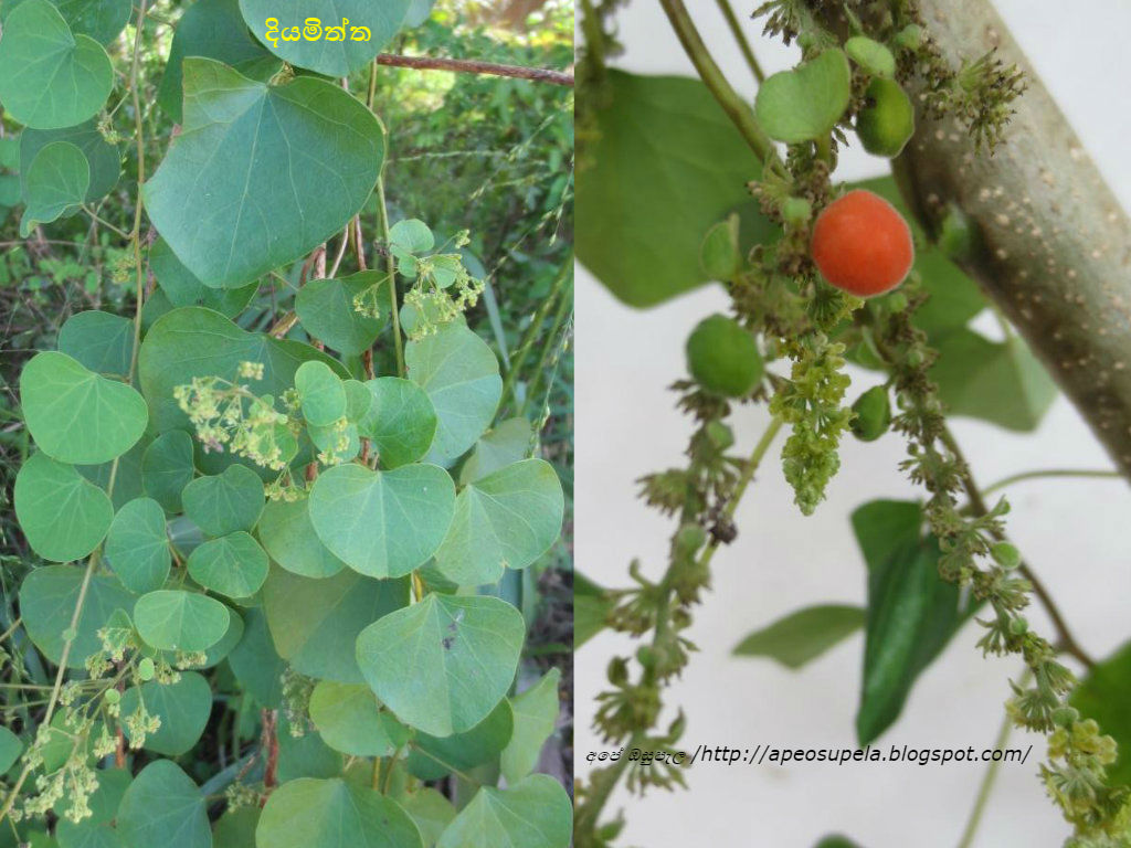 දියමිත්ත [Diyamitta] (Cissampelos pareira) ~ අපේ ඔසුපැළ Medicinal ...
