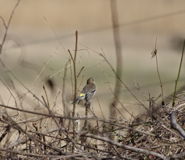 sweetbay: Birds and Sunshine
