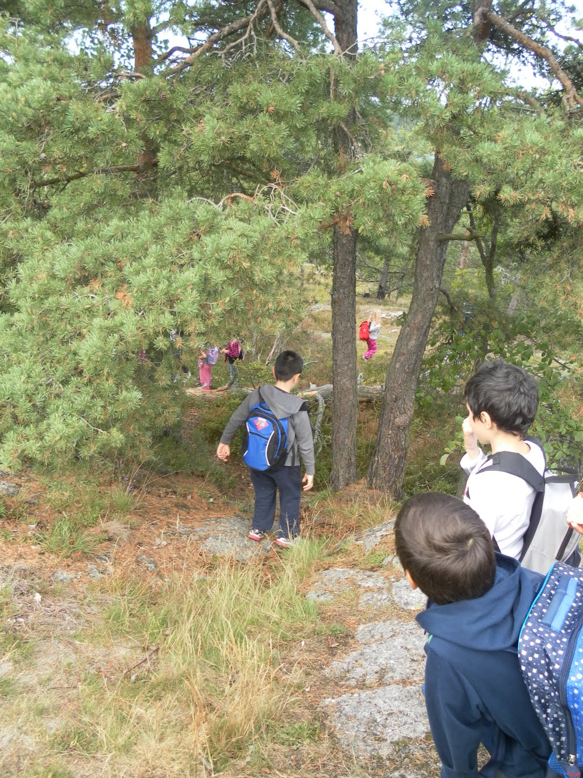 Klass 1A Slättgårdsskolan: Vi letar myrstackar!