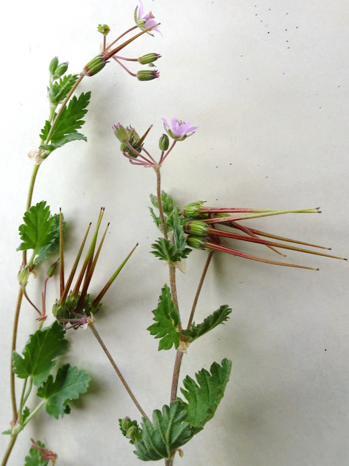 HERBARIO VIRTUAL DE BANYERES DE MARIOLA Y ALICANTE: Erodium chium ...