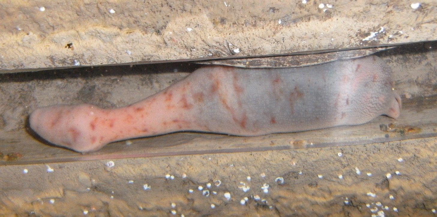 Real Monstrosities: Fat Innkeeper Worm