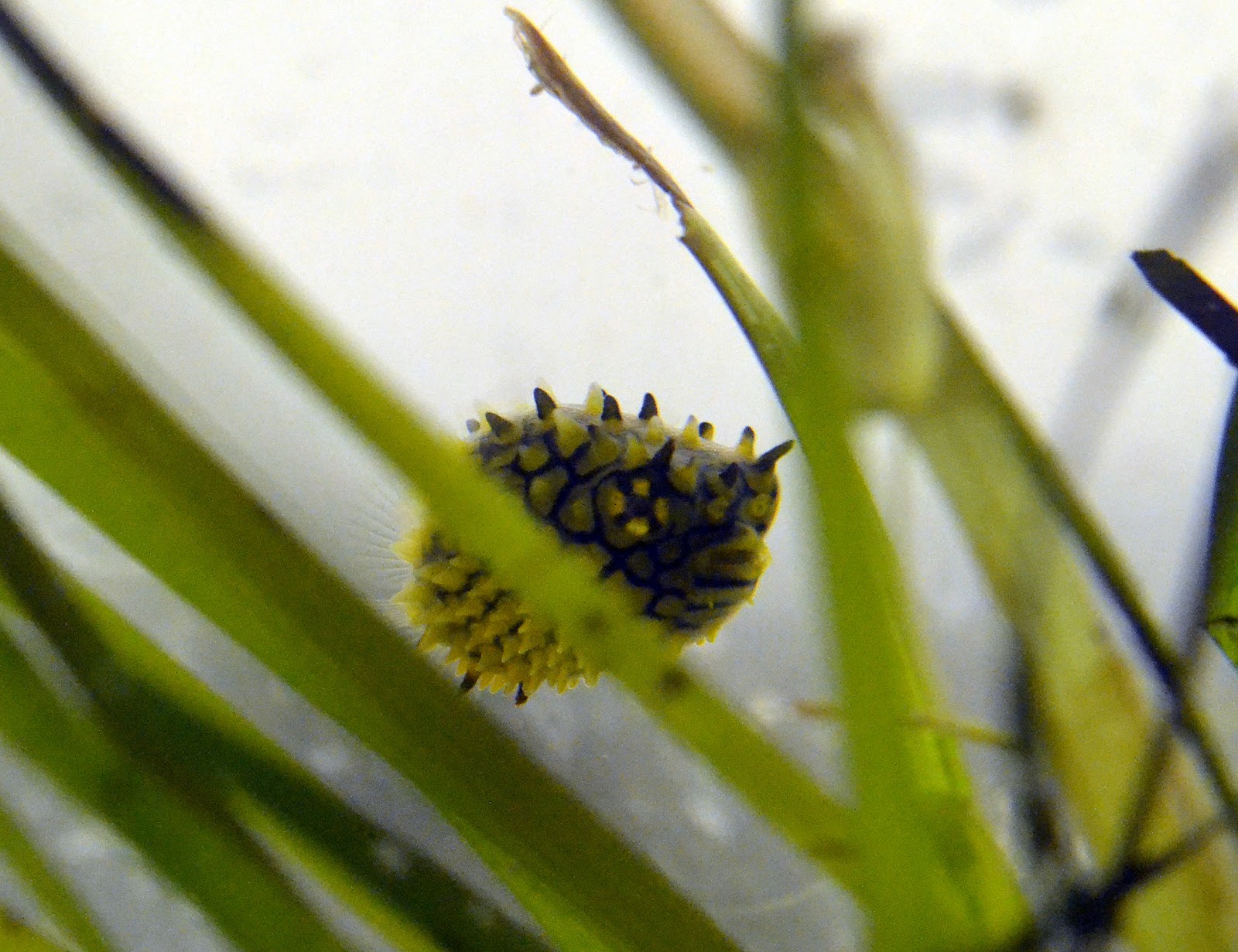 Juvenile Striped Burrfish, Puffers, and Lookdowns | Virginia Living Museum