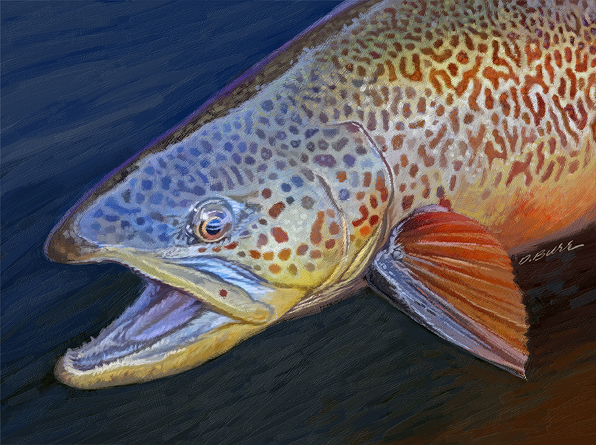 Dan Burr Illustrator