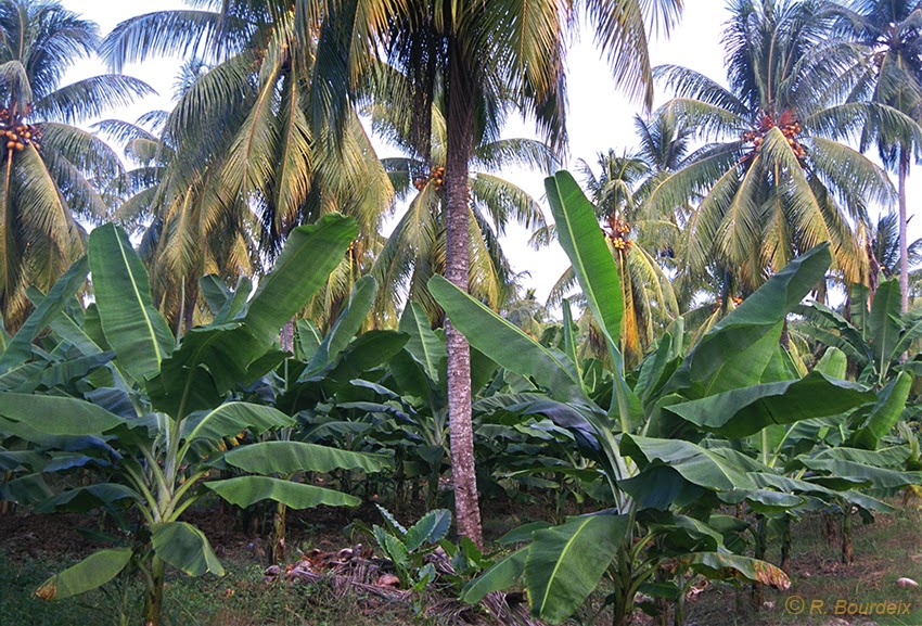 Coconut planting material for the Pacific region: Farming systems and ...