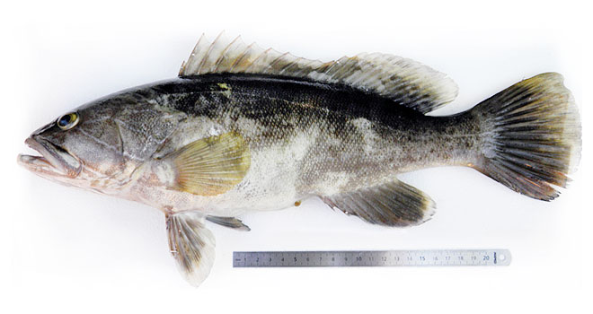 Lahos (lahoz) balığı nedir? - Laf Sözlük