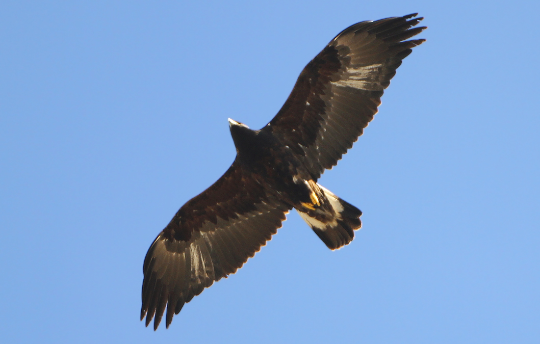 Utah Birders | Birding Blog, Utah Birds, Utah Birding, Utah Bird ID ...