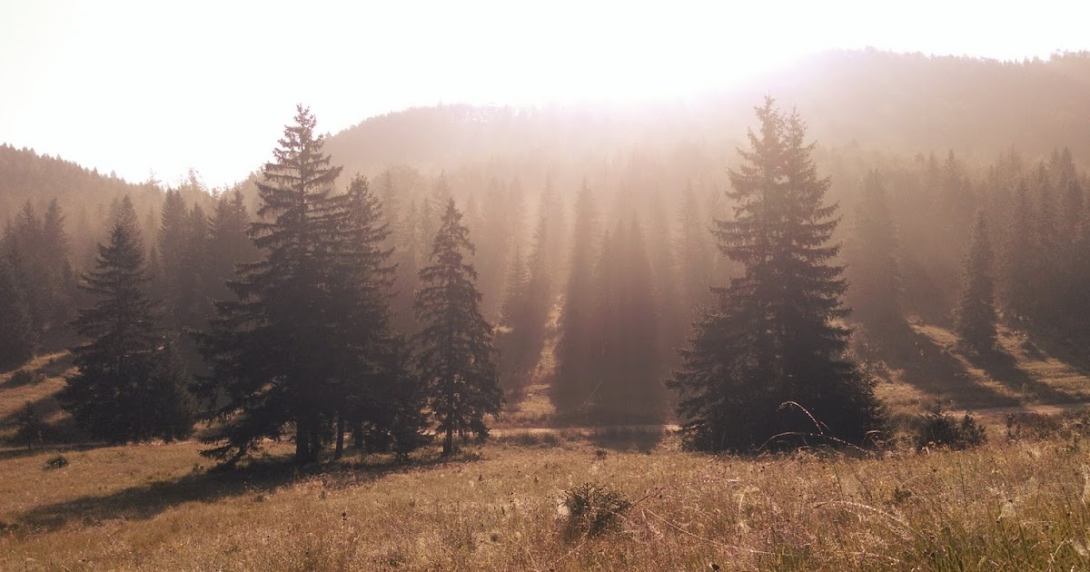 Nauka o šumi : Definicija pojma šuma