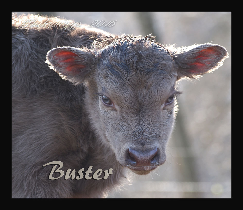 Mulewings: Catching up.