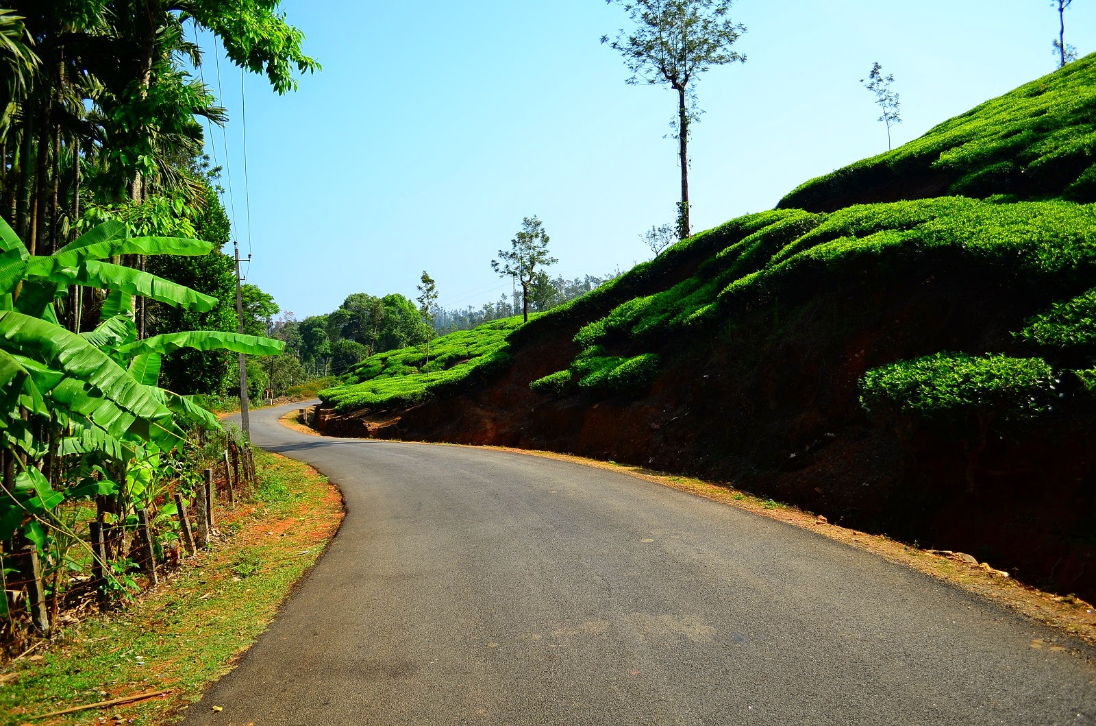 Sharath Hassan A Travelling Photographer: Samse Tea Estate near ...