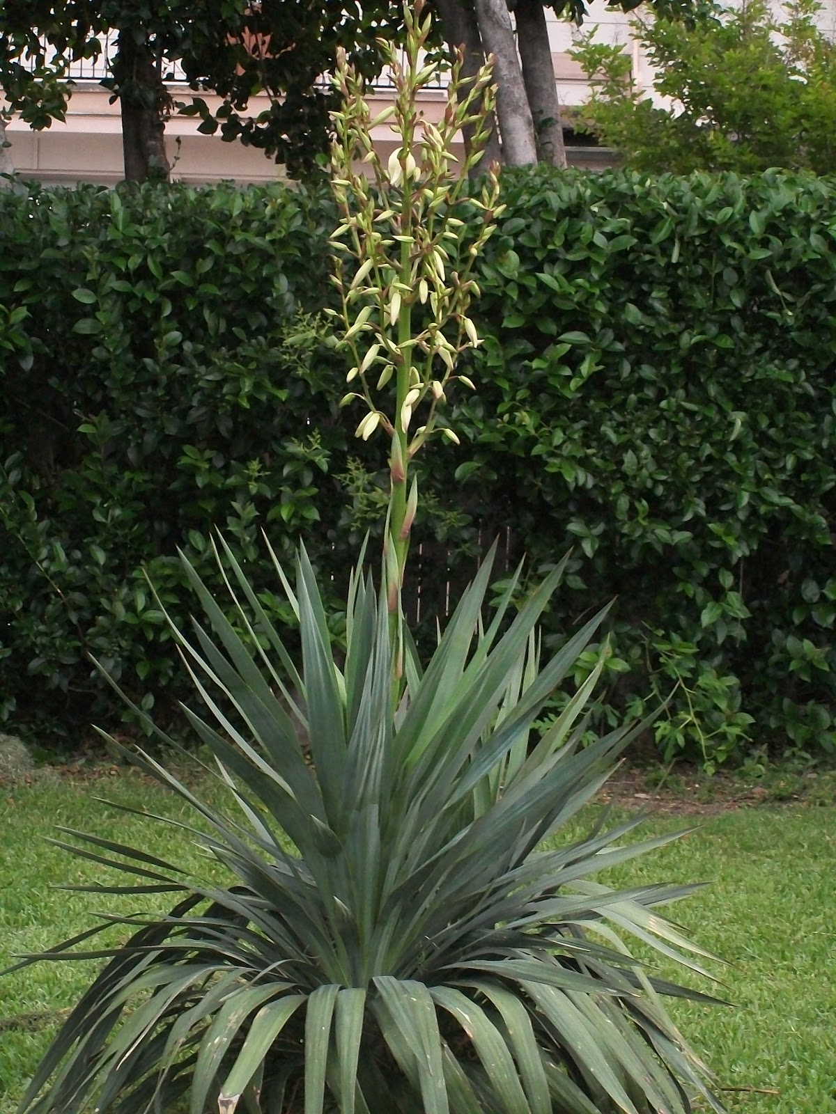 HOME LIFE IDEAS: Pictures from The Back Yard