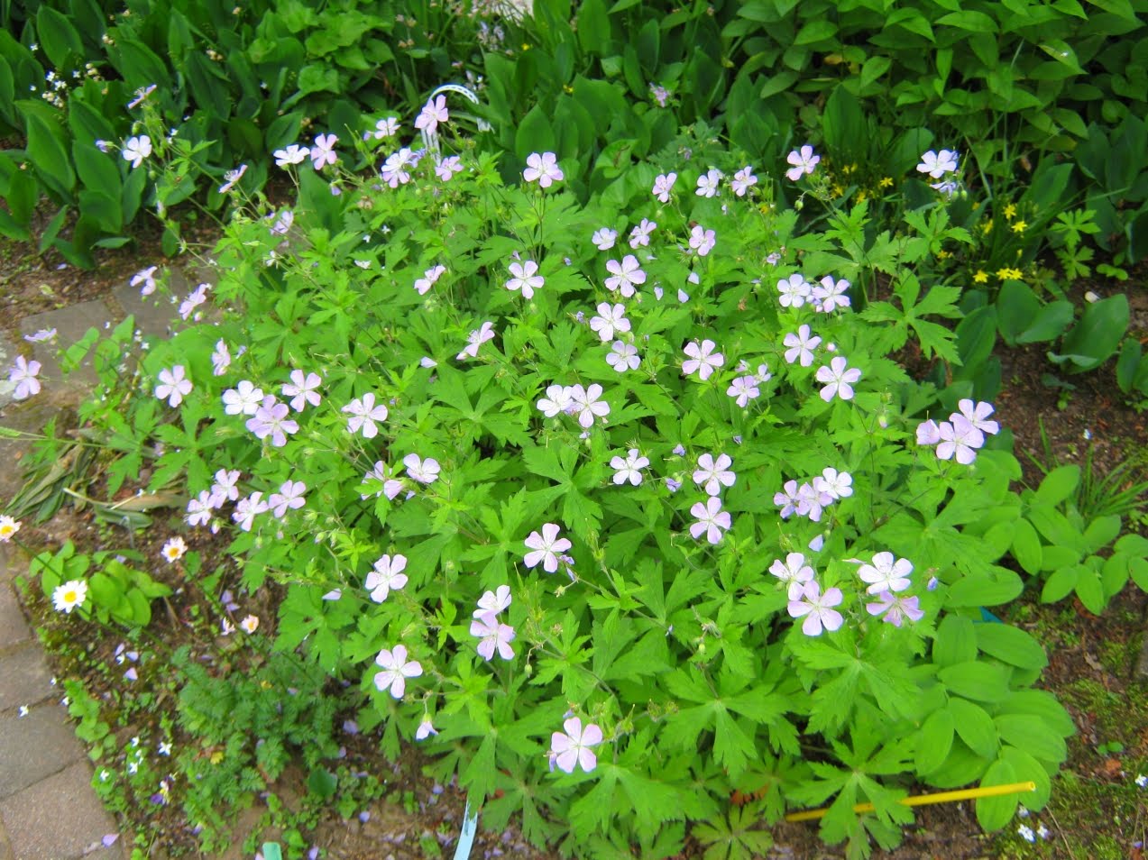 It's A Very Cherry World!: GERONIMO! I mean, GERANIUM!