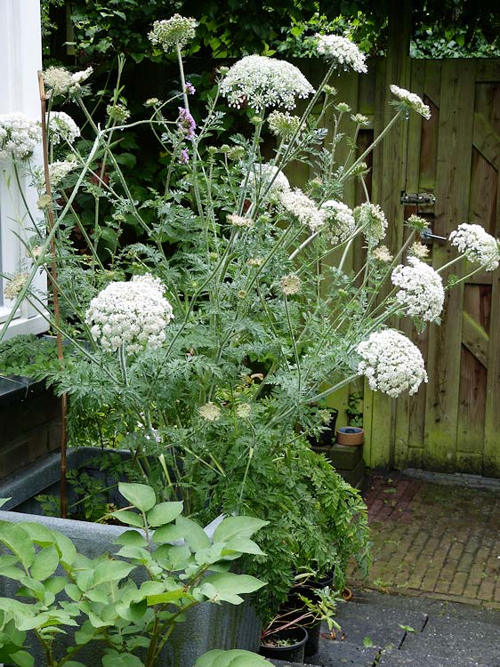 Spinrag: De wilde peen is best bijzonder.