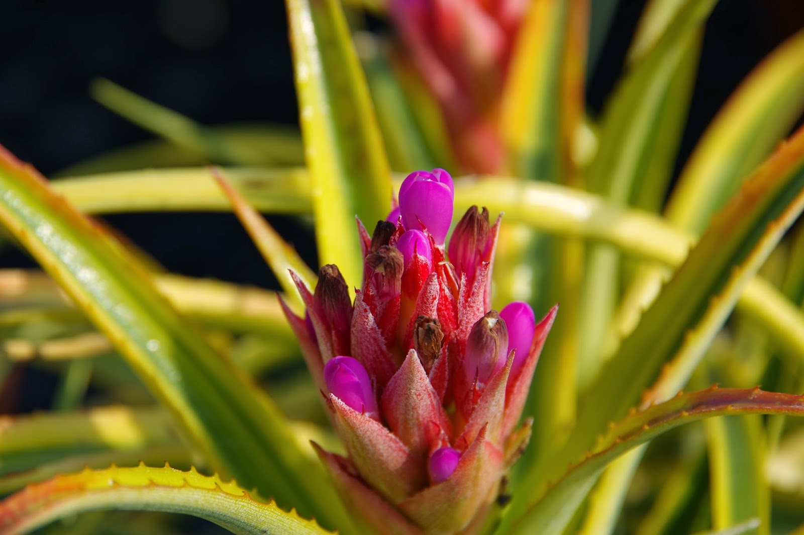 Johnson's bromeliads & falconry: Aechmea 'Aztec Gold'
