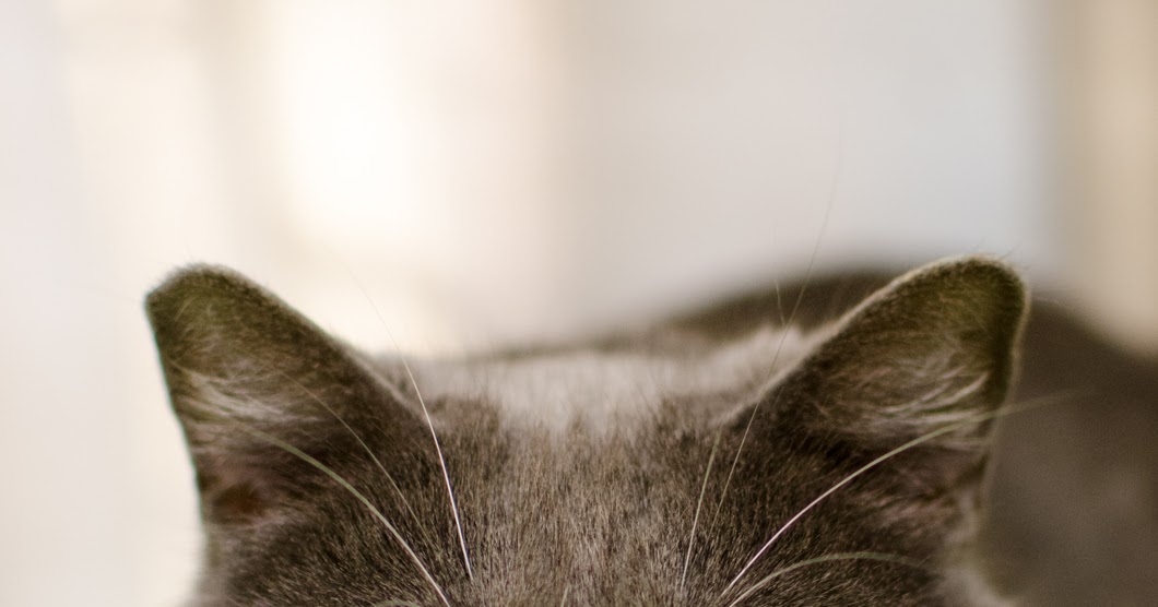 Progressive Charlestown: Kitty of the week