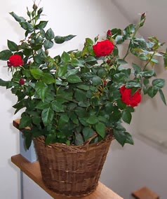 Blogging about Everything: Decorate your house with beautiful indoor ...