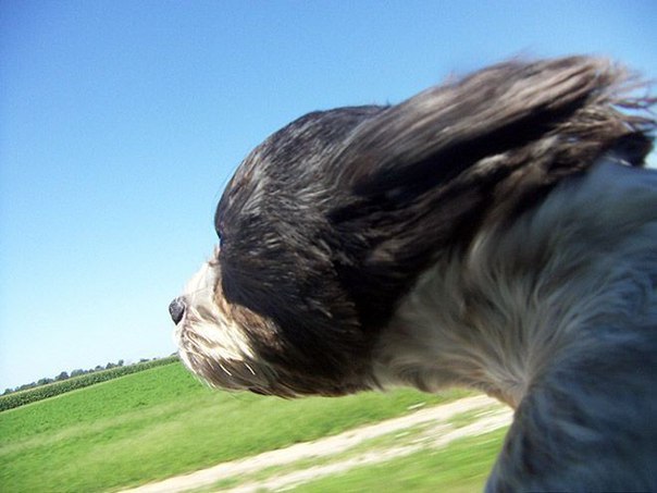 The dog has lousy aerodynamics - My Interests