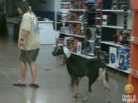 Abstracts from the Goat Farm: Therapy Goat (in training)