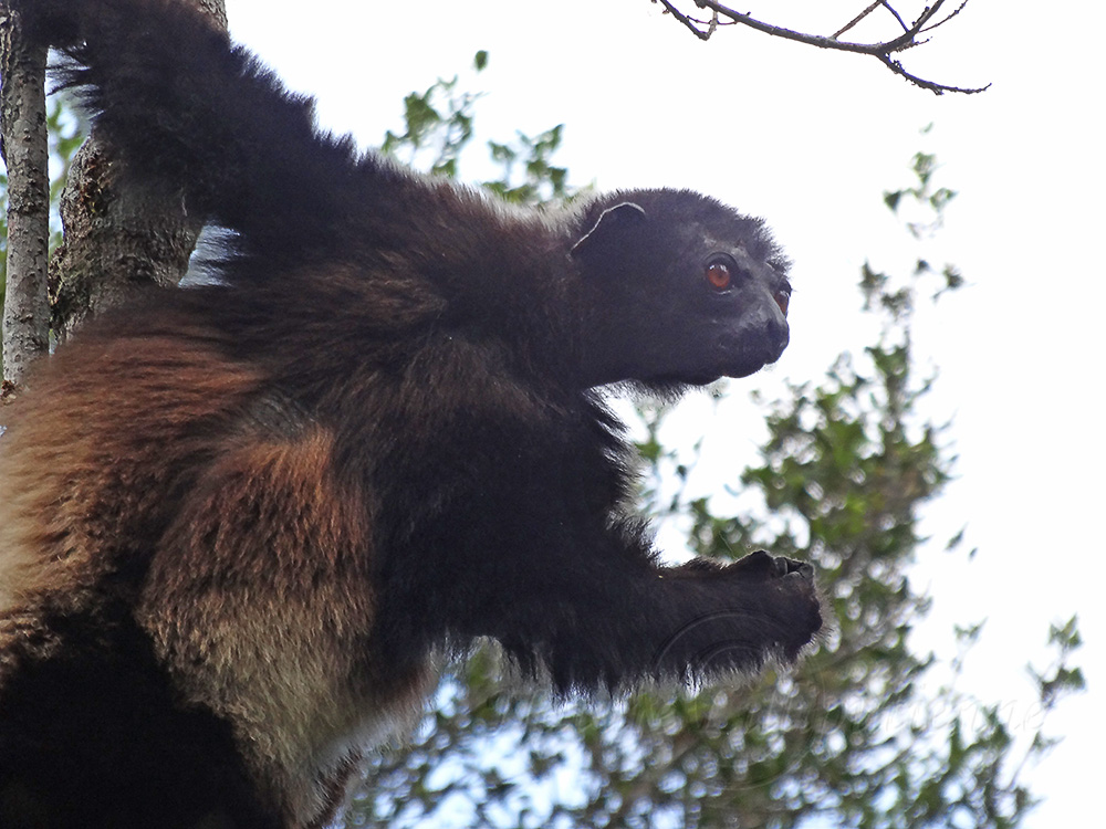 Photo Nature Lilliputienne (macrophotographies): Propithecus edwardsi ...