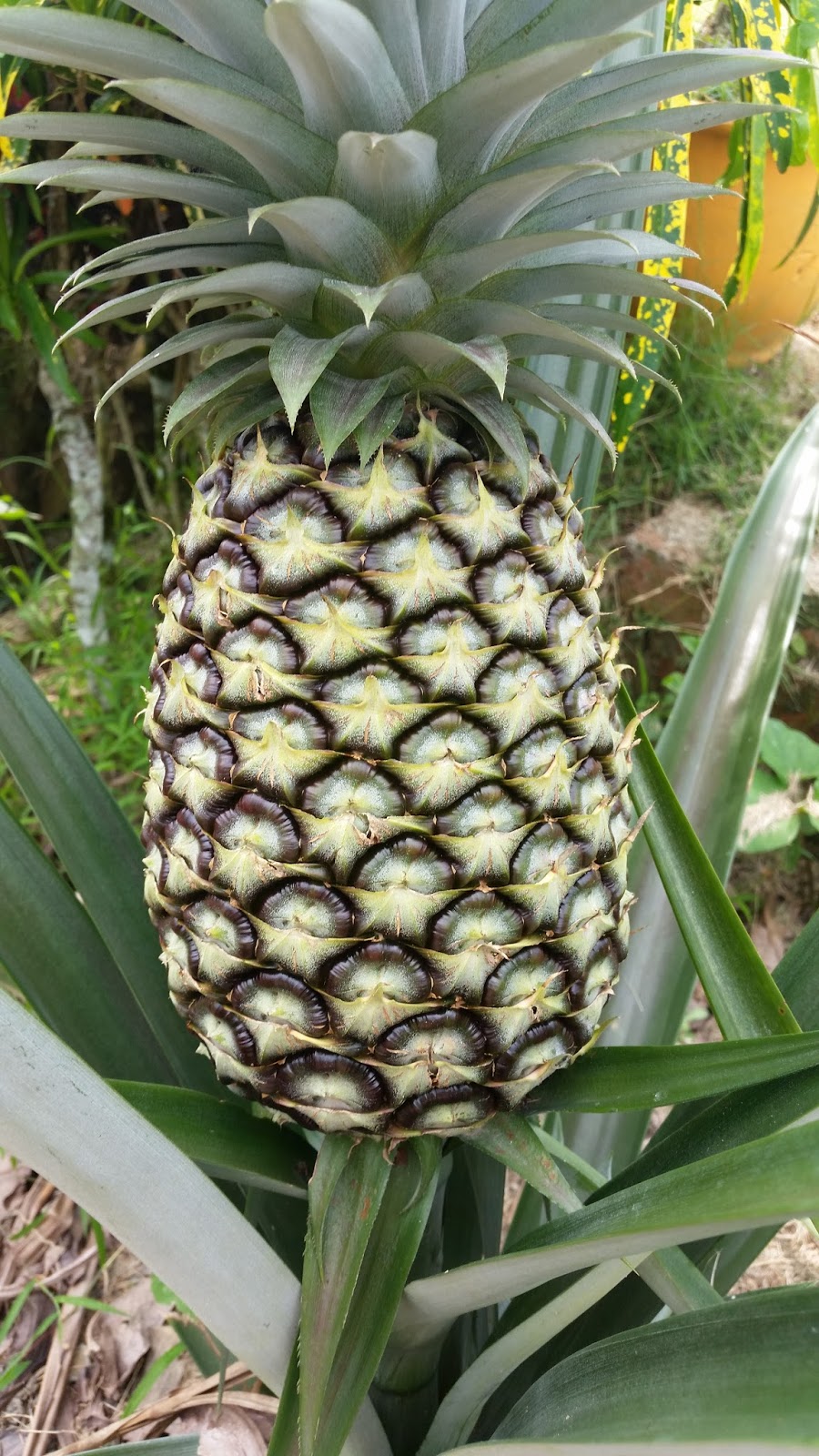 Warisan Petani: Nanas Sarawak 3.
