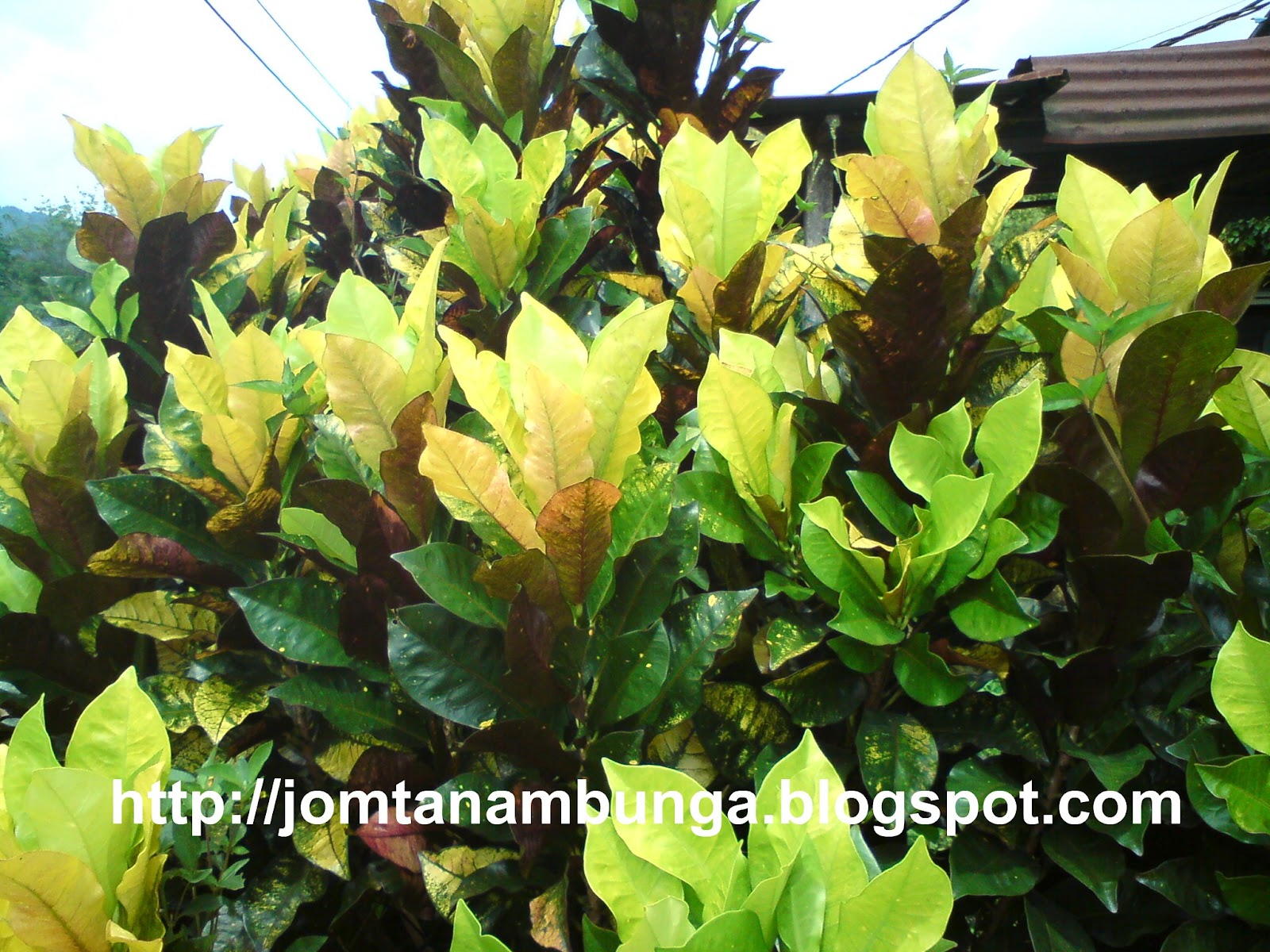 JENIS-JENIS BUNGA: Juli 2012