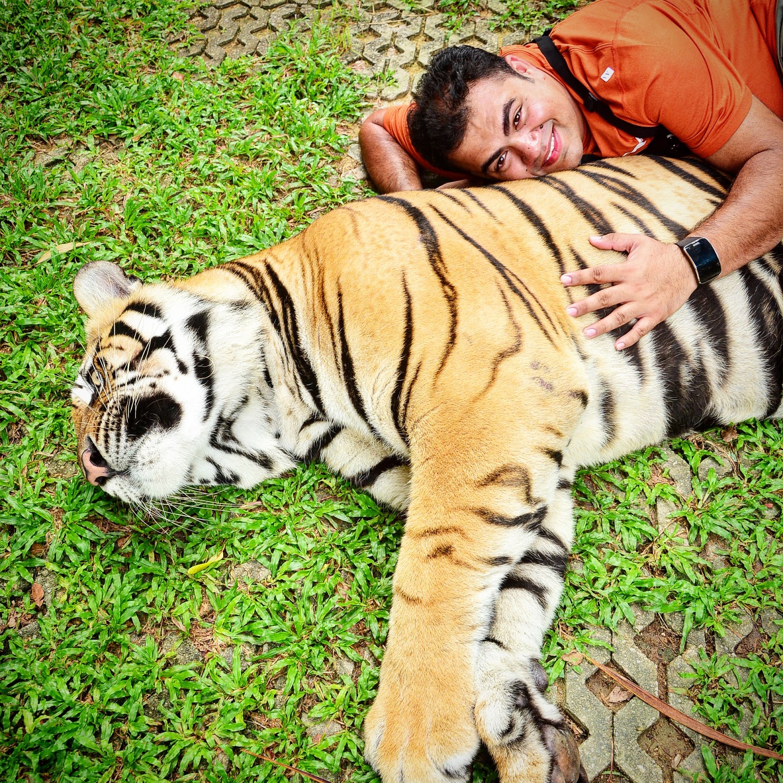 Tiger kingdom experience Phuket Thailand - TRAVEL INFO