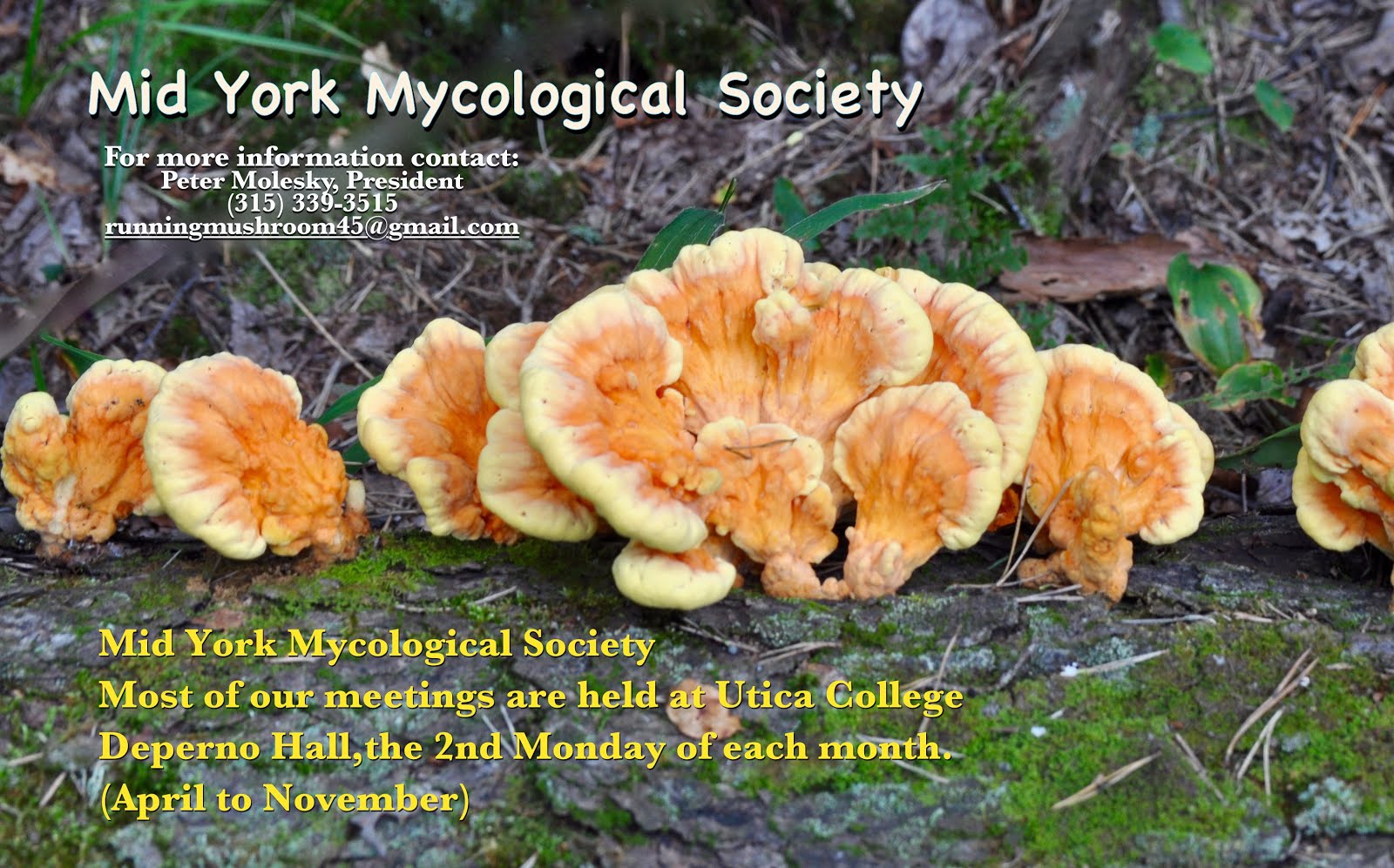 MidYork Mycological Society