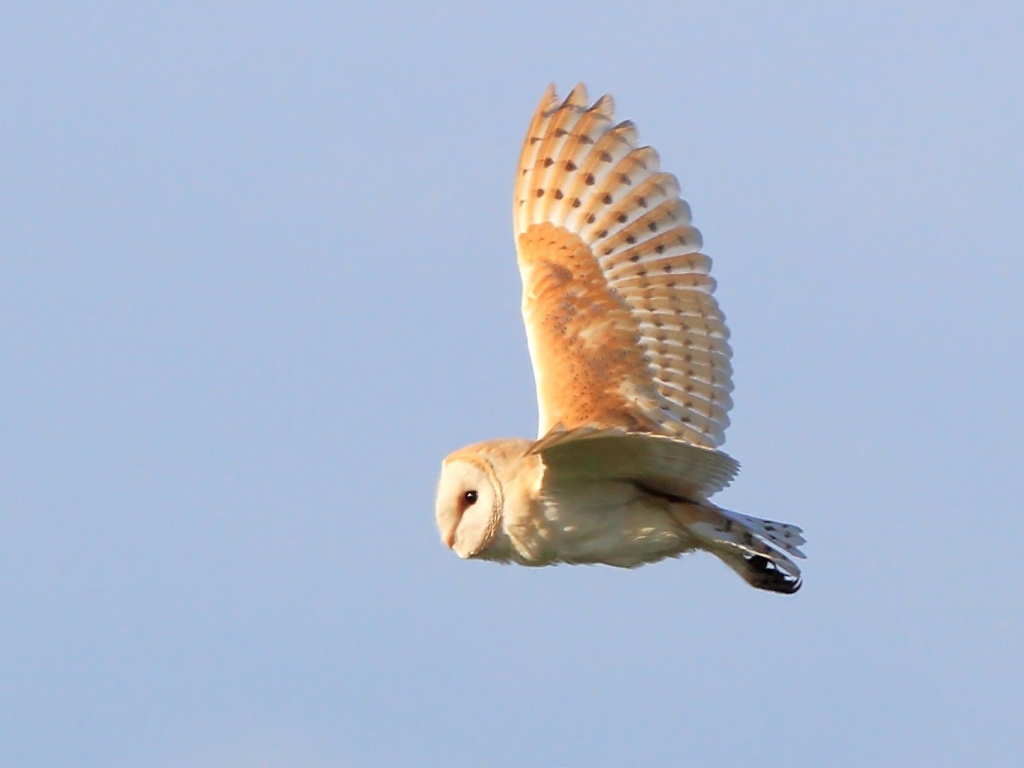 Martin Jump Wildlife Photographer: Blue Background Barn Owls.