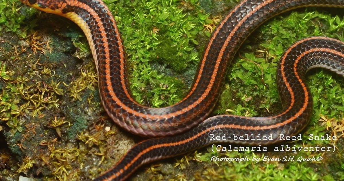 Species New to Science: [Herpetology • 2018] Calamaria albiventer (Gray ...