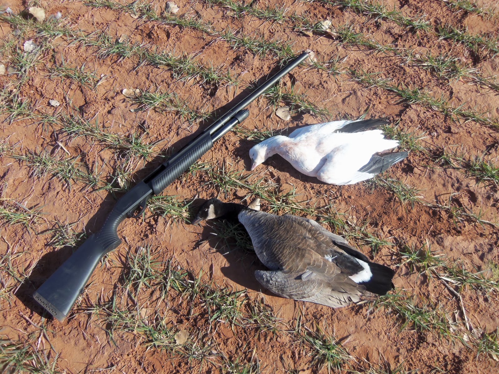 OutdoorEnvy: TAKE EM! a tale from the goose pit