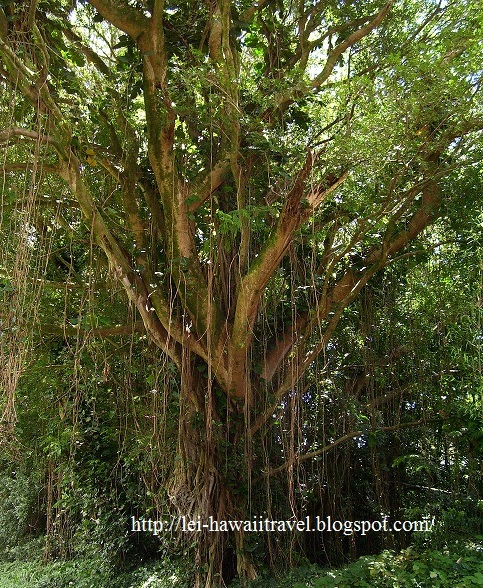 Things to Do in Hawaii: Old Pali Highway -> Judd Trail -> to Nuuanu Lookout