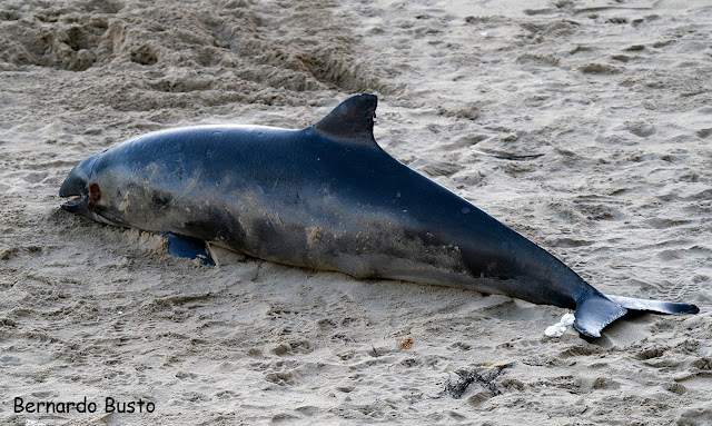 RÍA DE LA VILLA: Marsopa en la playa